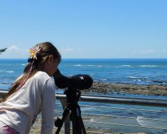 Simpson Reef and Shell Island | Shore Acres State Park
