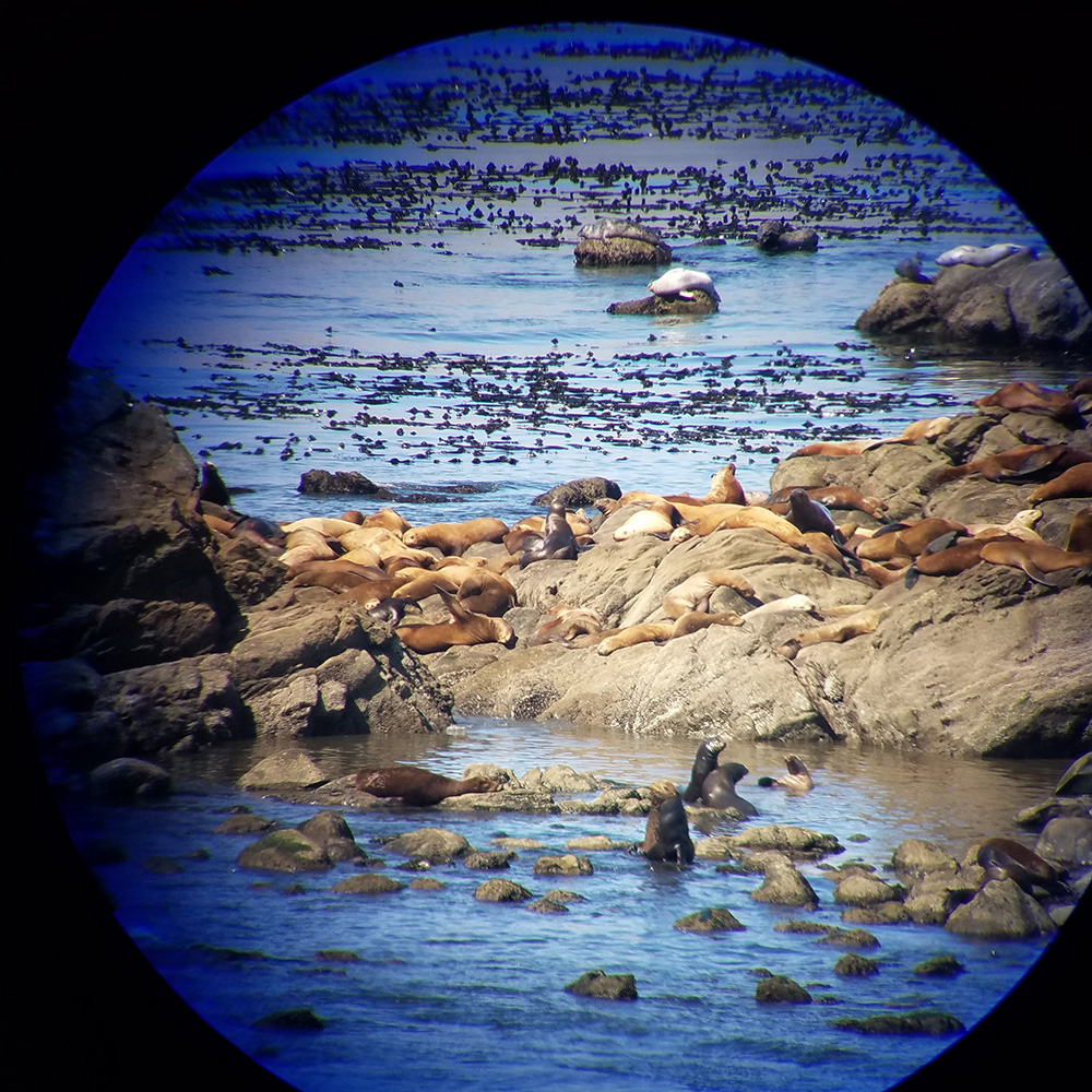 Simpson Reef and Shell Island | Shore Acres State Park